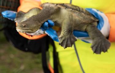 Turtles - City of Cockburn
